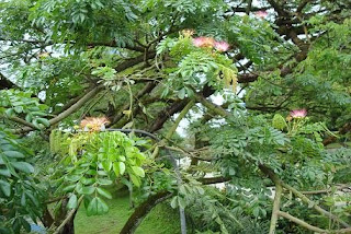 GardenSeed: Monkey Pod / Rain Tree / Samanea saman