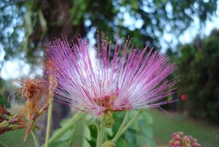 GardenSeed: Monkey Pod / Rain Tree / Samanea saman