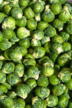 GardenSeed: Brussel Sprouts - Catskill