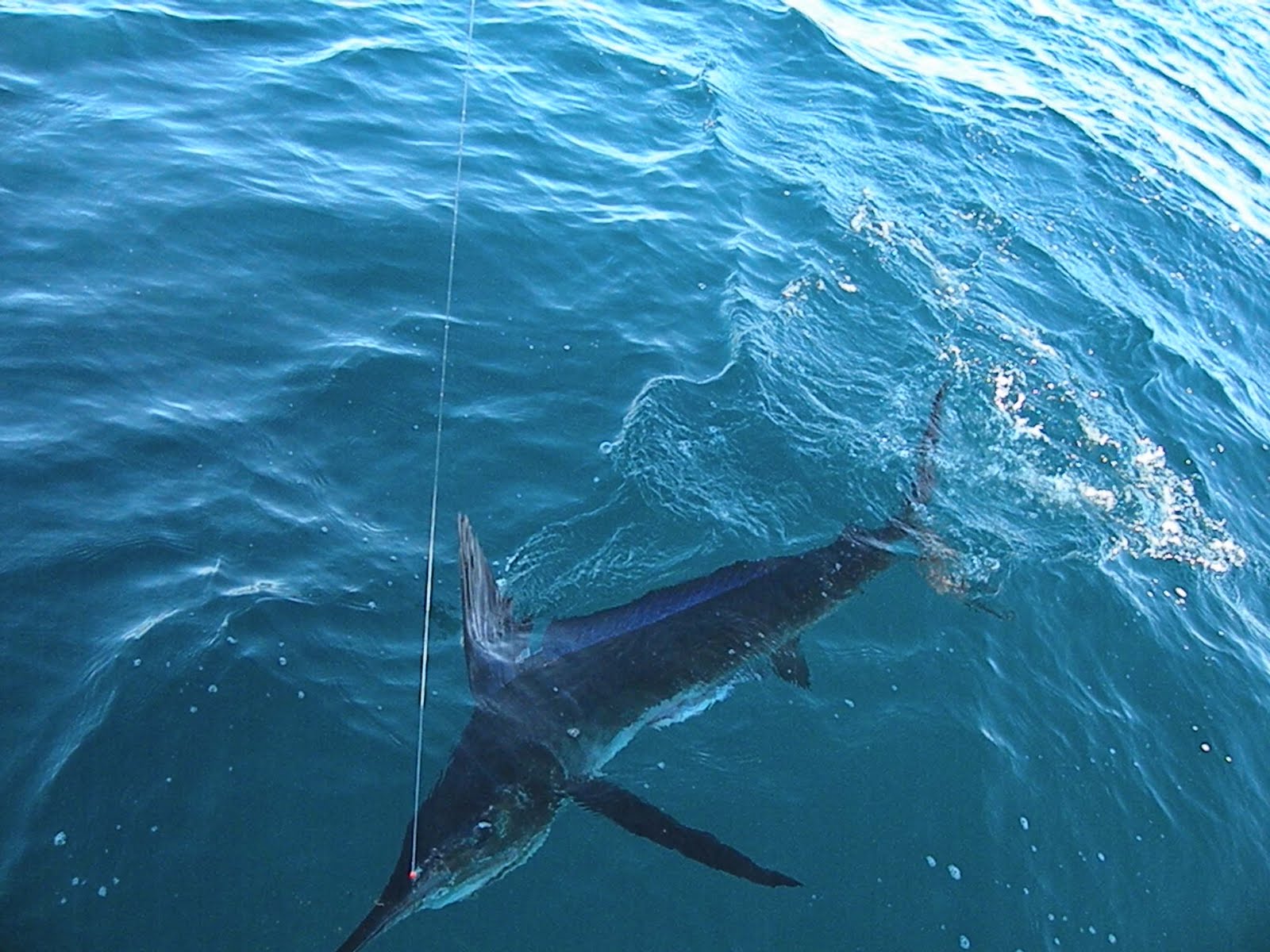 On Sabbatical: Catching a Marlin