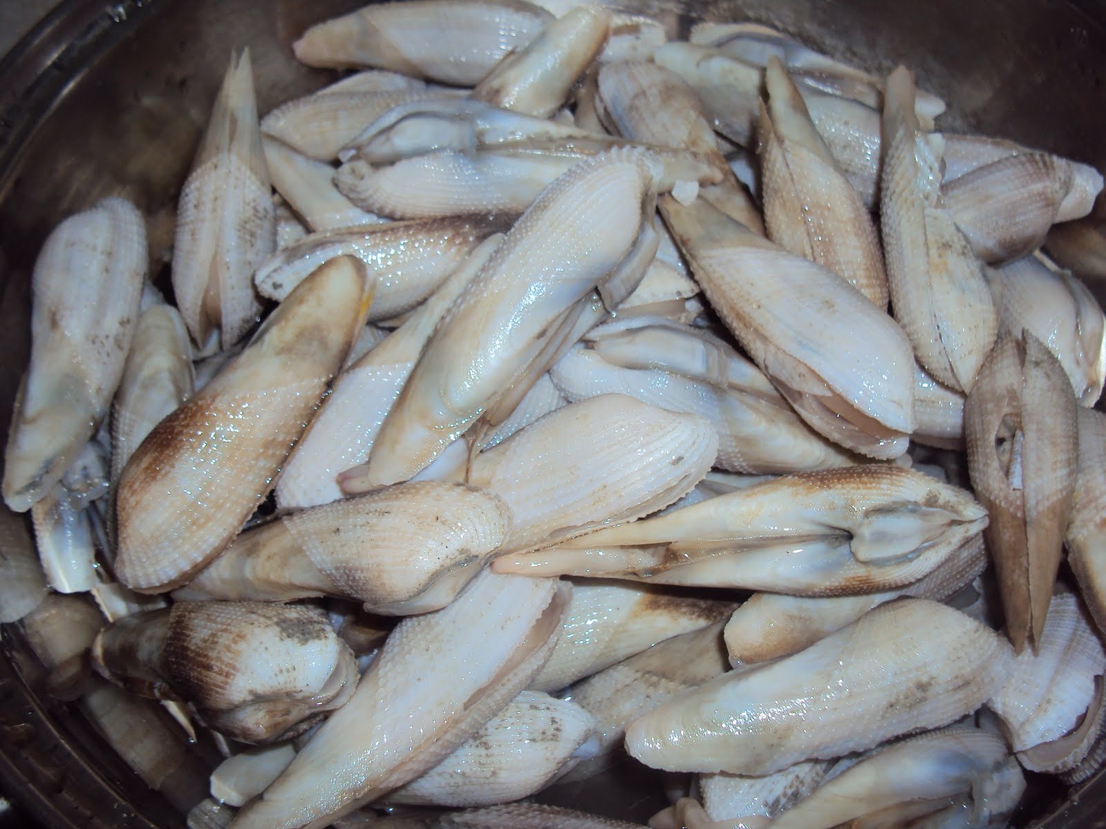 Siput Mentarang..Pelik tapi Sodappp.. ~ SURIA AMANDA