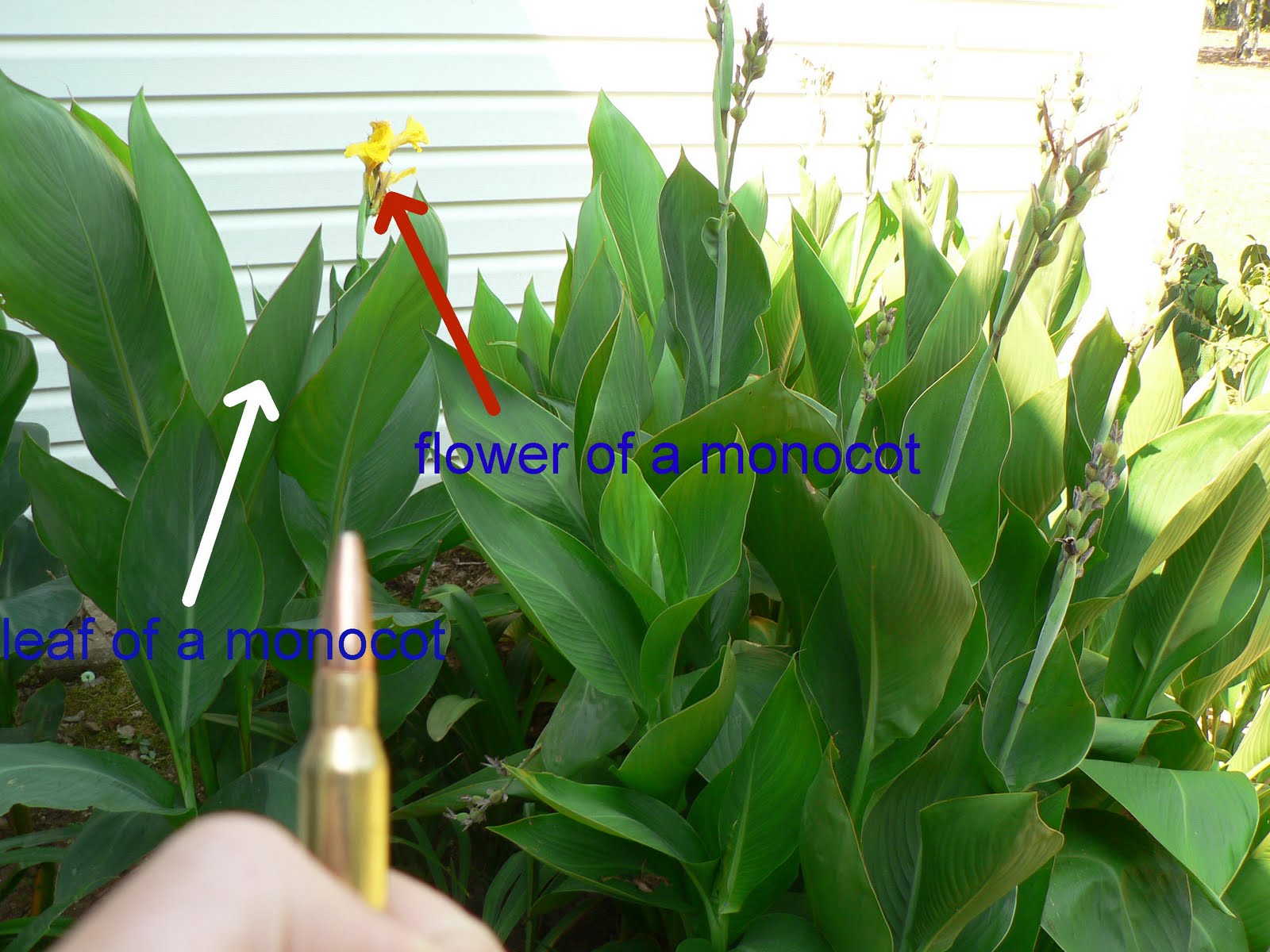 Flower Parts: Monocots Have Flower Parts In