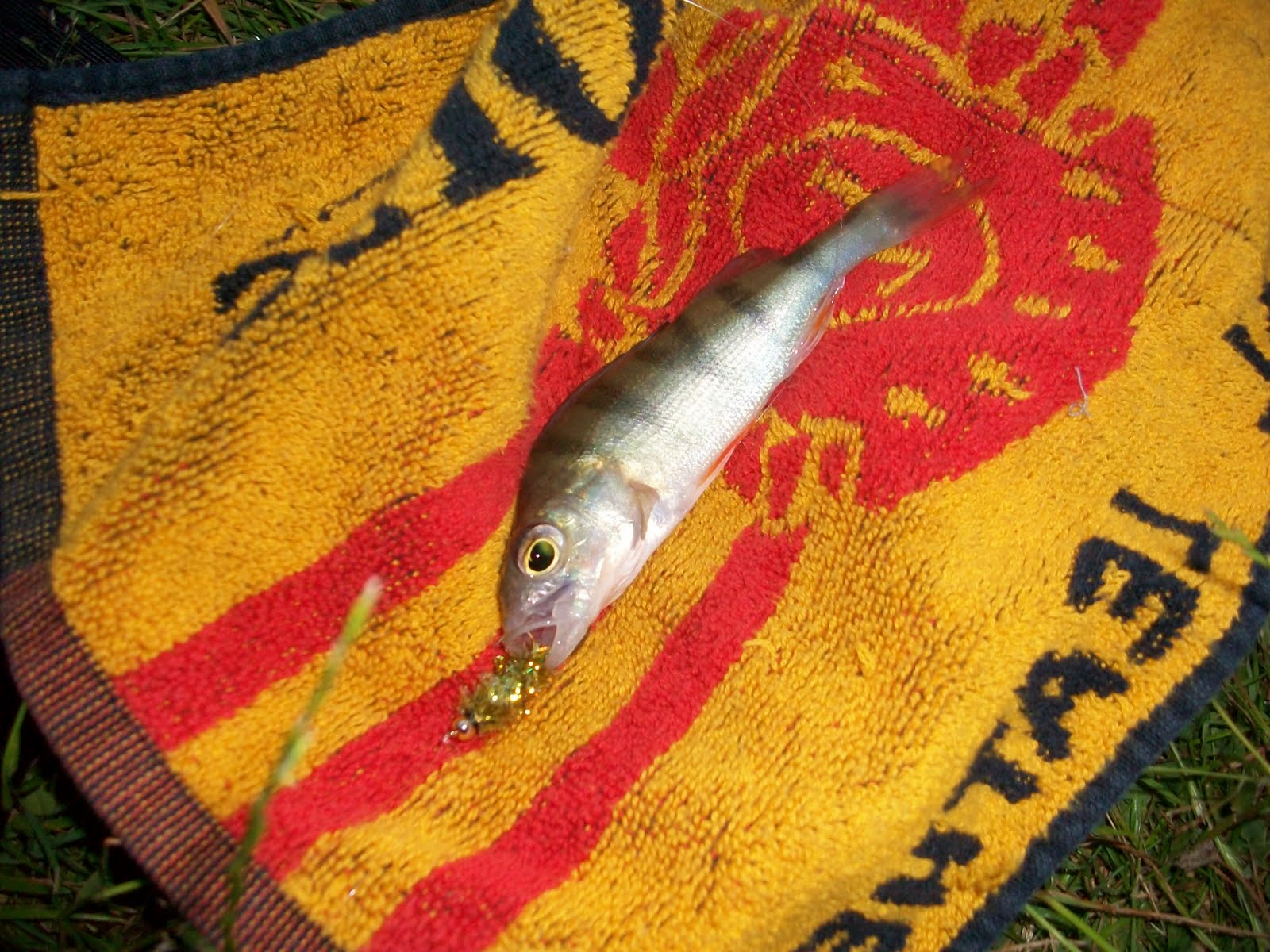 My World of Fishing: Session #21 - Pattenden Lane CADAC Lake