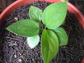Bunga Anthurium Anthurium Jemani King Cobra Pictures
