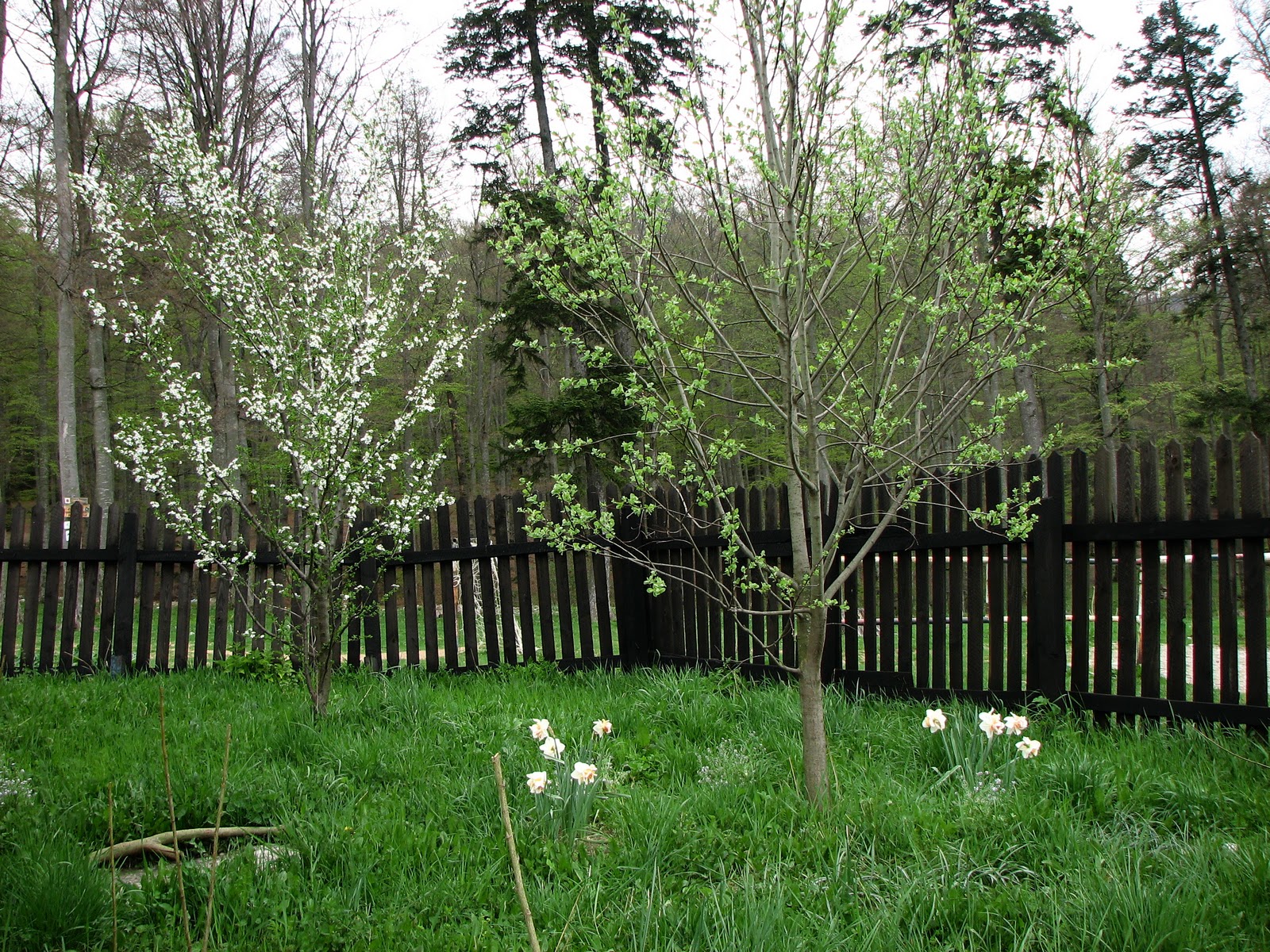 Casa la"tara": BUCURII DE PRIMAVARA 2010 - NARCISE