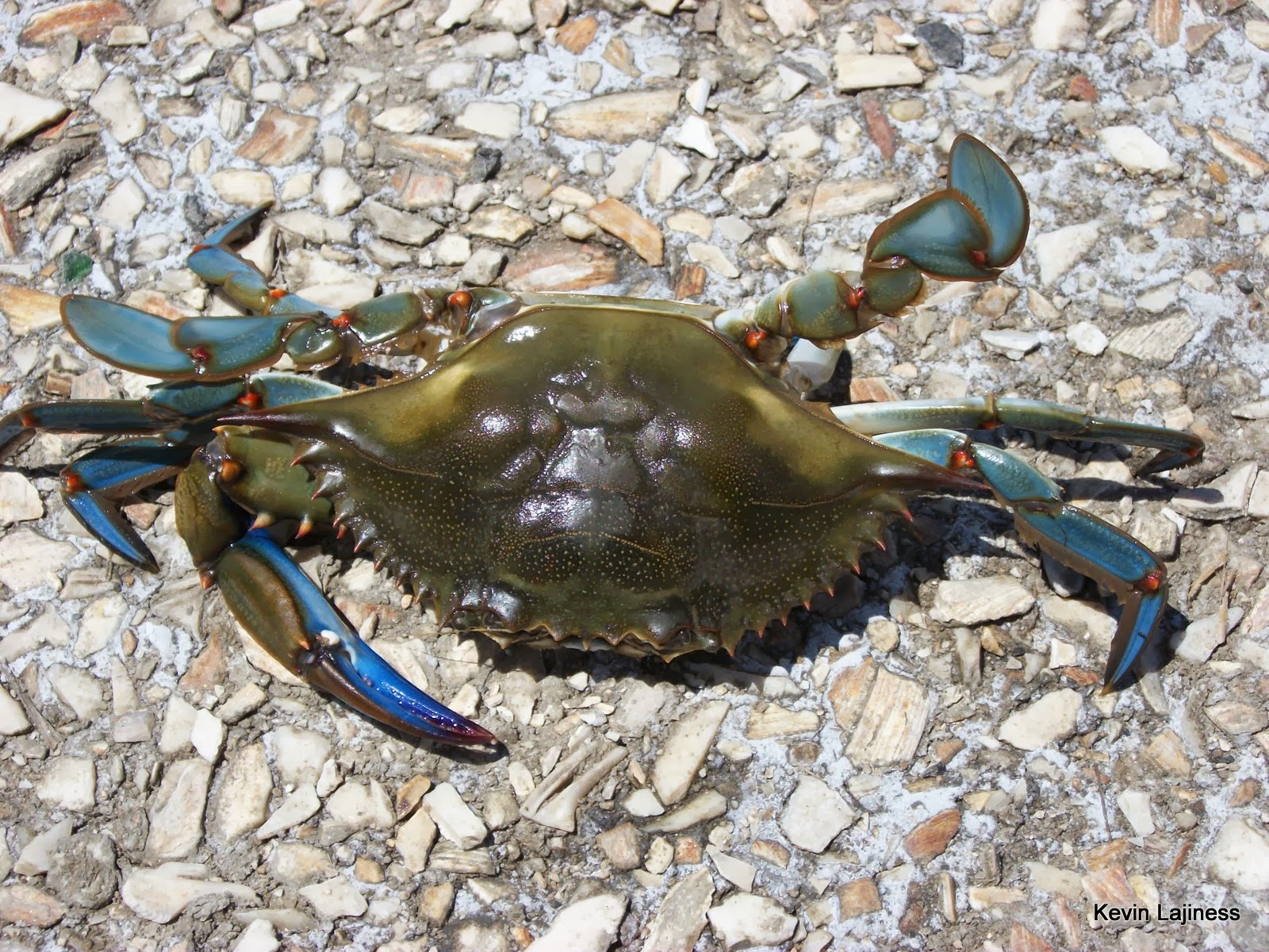 Seaview Docks and Patcong Creek: 7" Blue Claw Crab