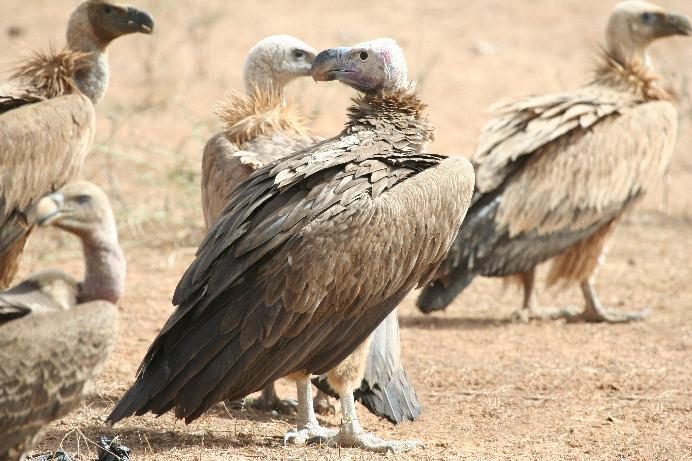 Real Monstrosities: Old World Vultures