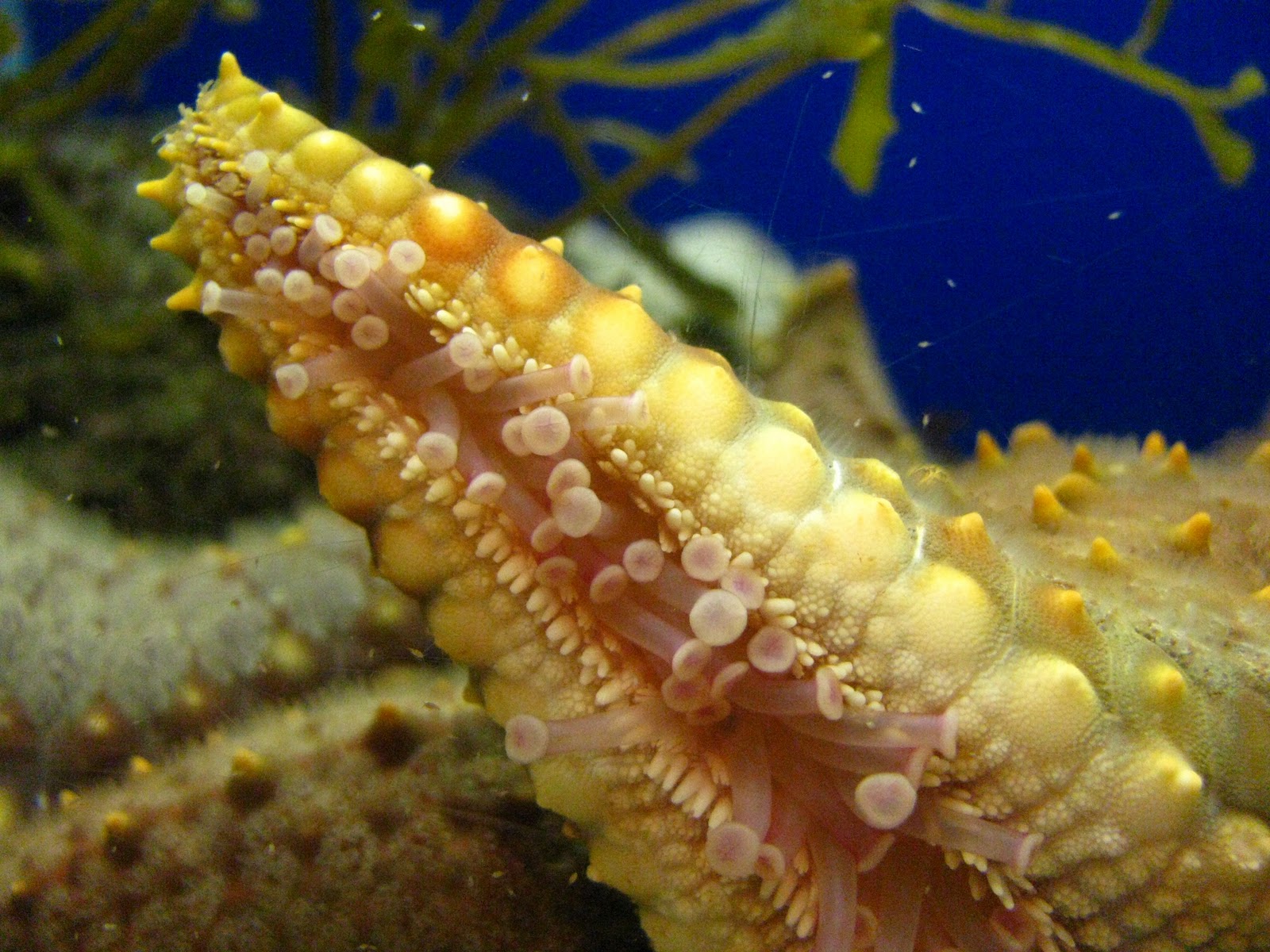 1000+ images about Scientific Illustration Ideas on Pinterest ...