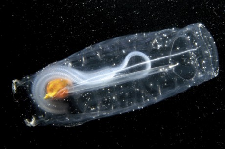 Real Monstrosities: Salp