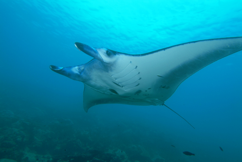 Real Monstrosities: Manta Ray