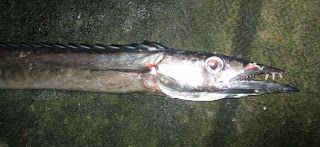 Real Monstrosities: Snake Mackerel