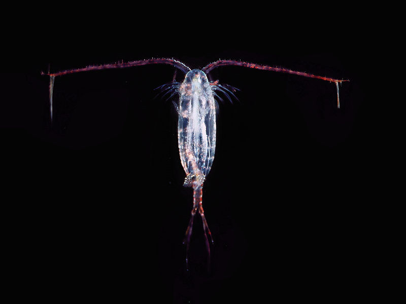 Real Monstrosities: Copepod