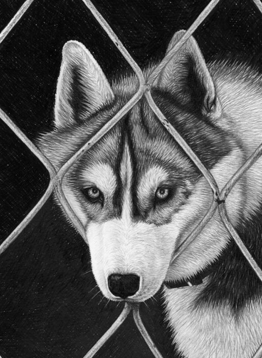 Rysunek by Titolec: Husky w ołówku