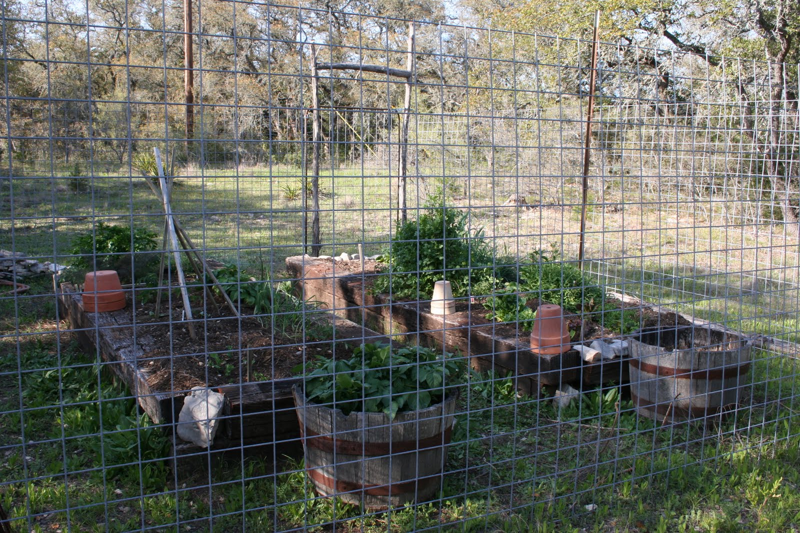 A Texas Hill Country Garden: Late March Photographs of the Vegetable Garden