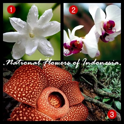 FLORA AND FAUNA INDONESIA: National Flowers of Indonesia
