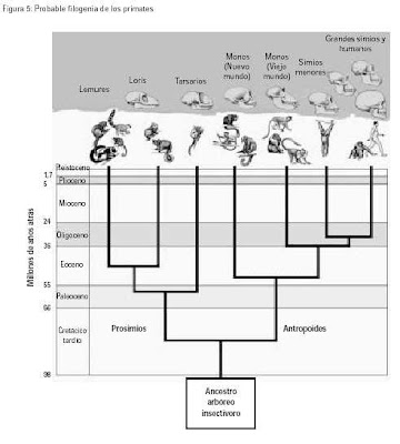 THE BIOLOGY & CHARLIE C.M. WORLD`S: FILOGENIA Y CLADISTICA
