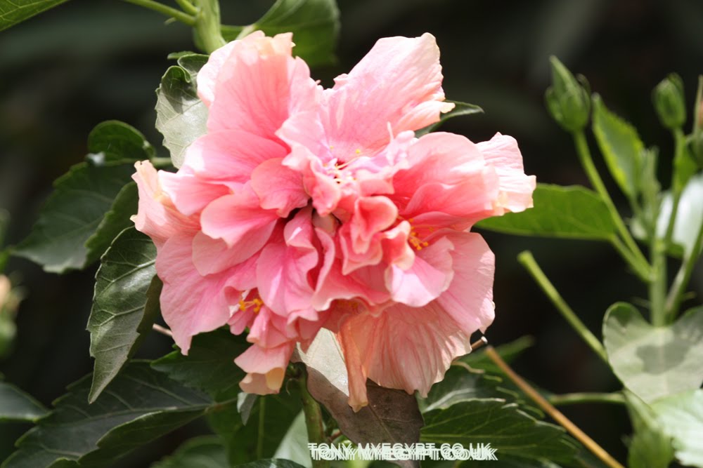 Plants in Egypt: Nile walk flowers and trees