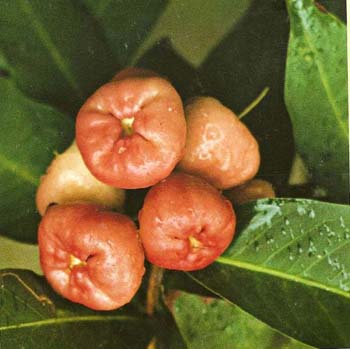 Aqui pra Nós...: Moreno(a) cor de... JAMBO???