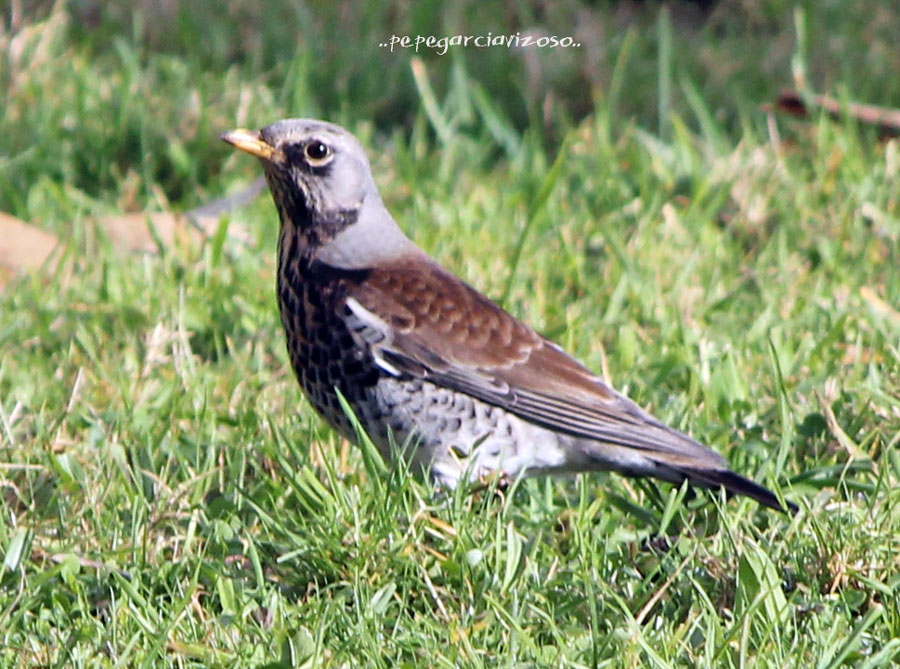 FERROLTERRANATURA: ZORZALES