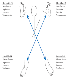MOVIMIENTO ES VIDA: FACILITACIÓN NEUROMUSCULAR PROPIOCEPTIVA (FNP) Una ...