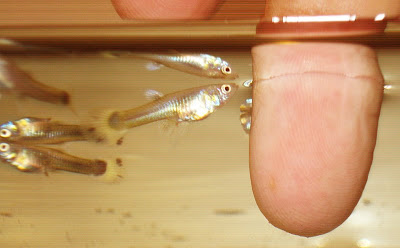 peixes ornamentais: alevinos de lebiste