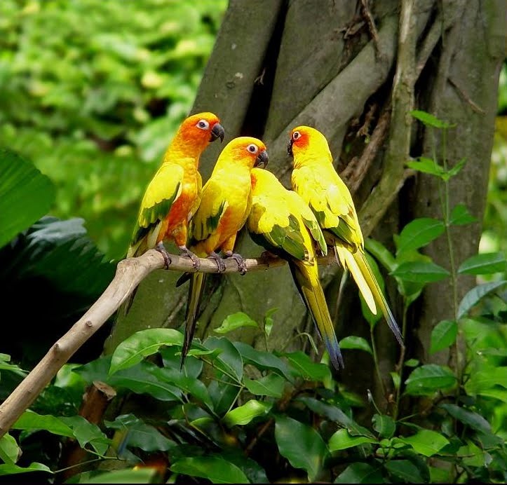 Beautiful Nature: Parakeets