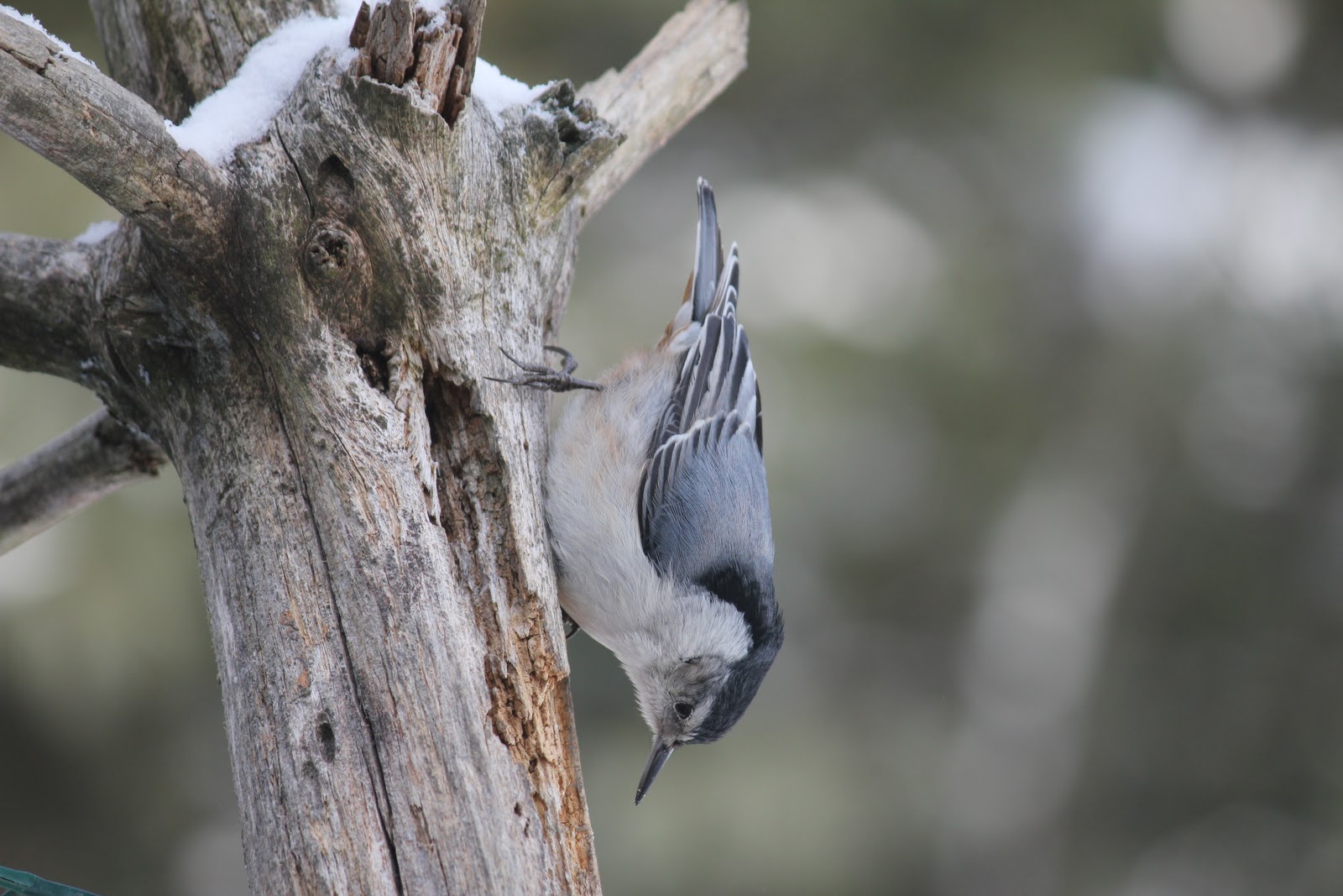 Protection Farm Journal: A Jar of Nuthatches
