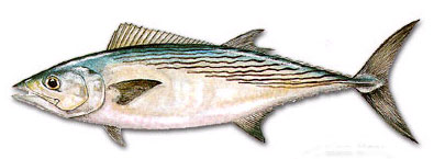 Fish of the Day: Atlantic Bonito
