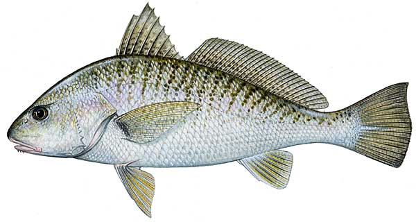 Fish of the Day: Atlantic Croaker