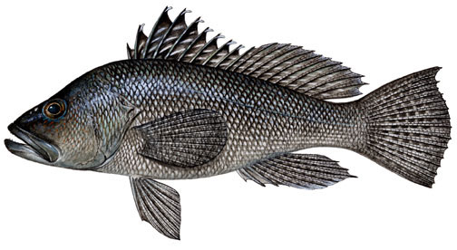 Fish of the Day: Black Sea Bass
