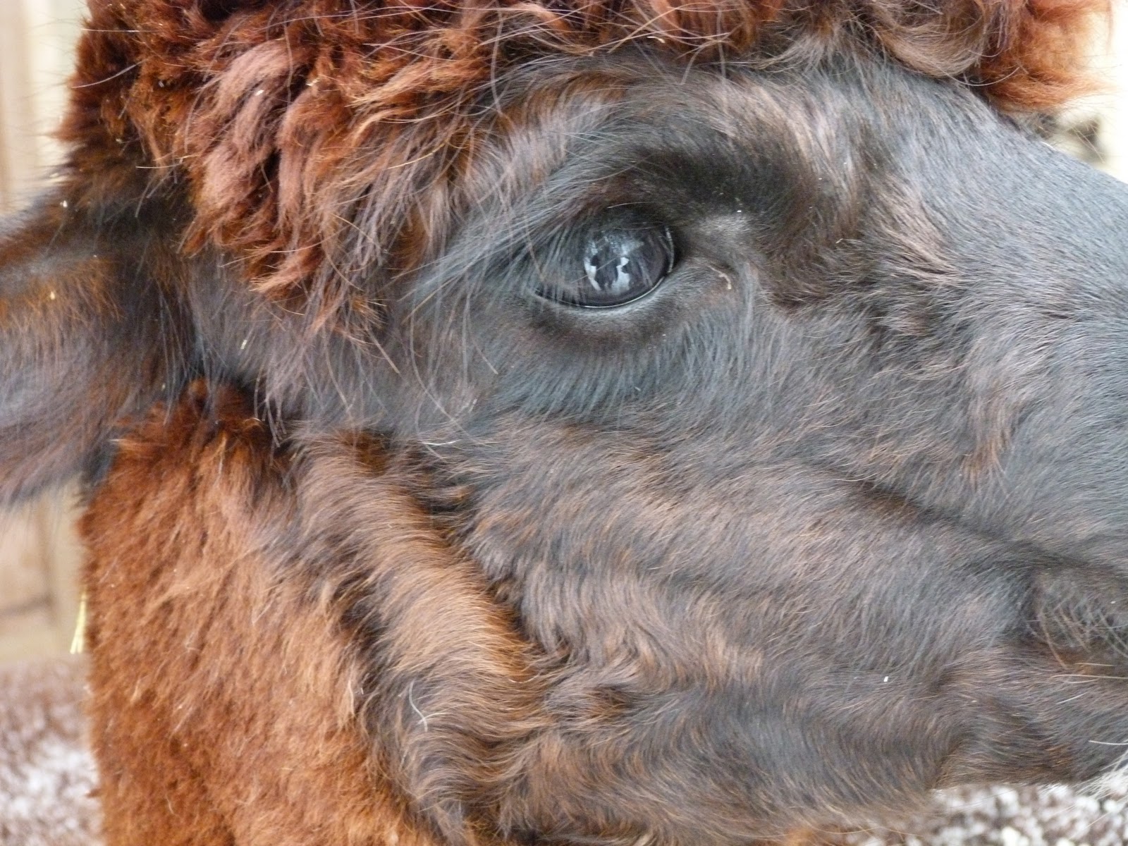 Serena, the Unflappable Alpaca: Eye to Eye and Nose to Nose