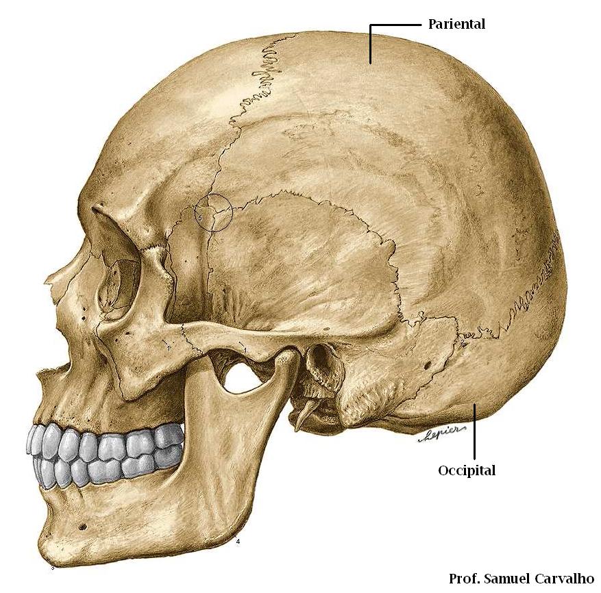 Biologia em rede: Ossos do corpo humano