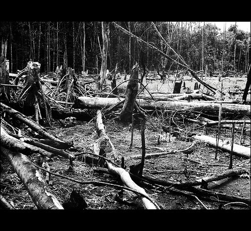 Brasil é líder do desmatamento mundial | Diário do Verde - Meio ...
