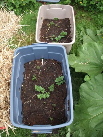 Weekend Gardening Project