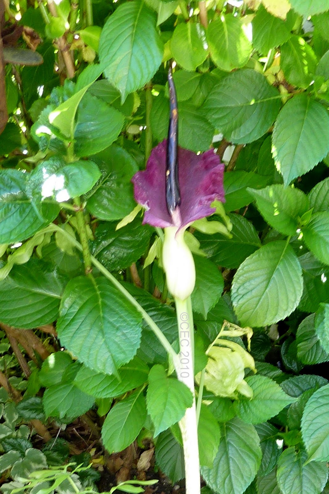 Gardener's Roost: Wordless Wednesday - blooms and bees