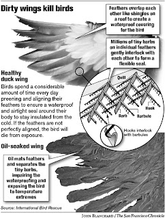 Washing birds of oil: Almost there - International Bird Rescue