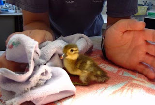 Make Mom proud, adopt a duckling! - International Bird Rescue