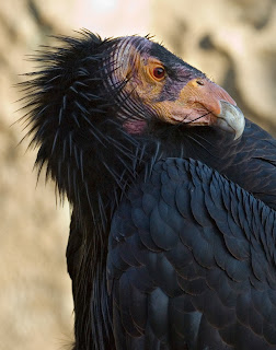 Sad news: Lead poisoning kills California Condor - International Bird ...