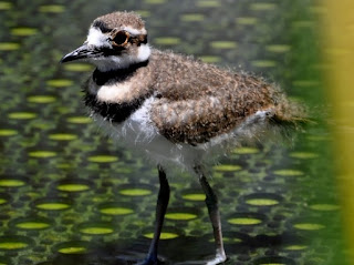 Photo of the Week: Thriving juvenile Killdeer - International Bird Rescue