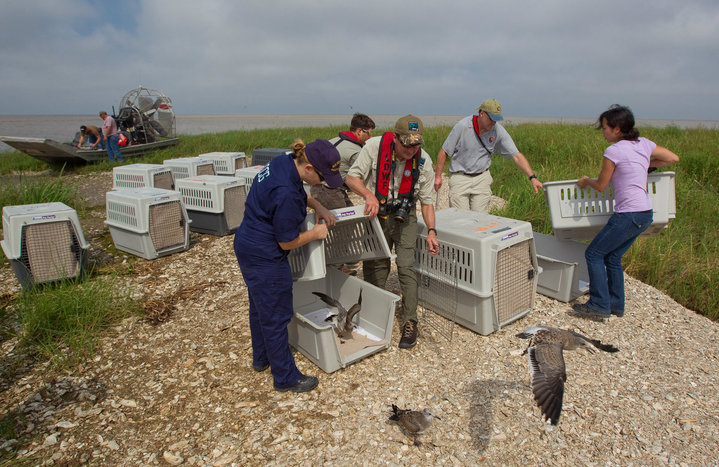 International Bird Rescue – Every Bird Matters » bird rescue