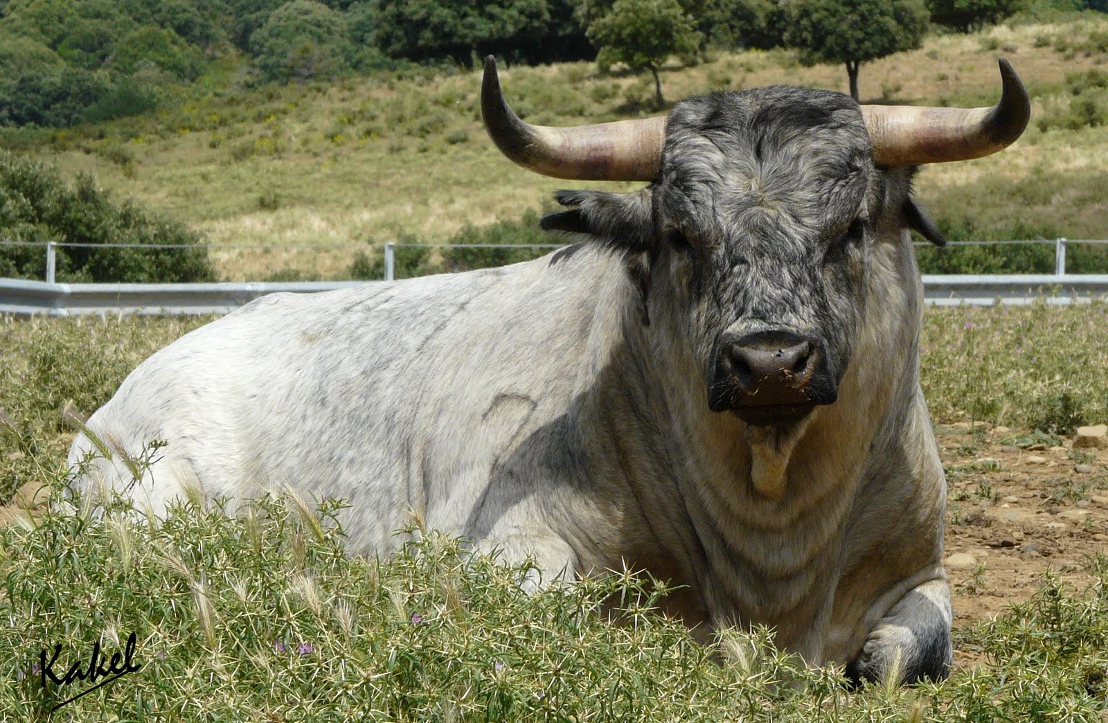 Toro, Torero y Afición: Novillo de Los Maños reseñado para Andorra de ...
