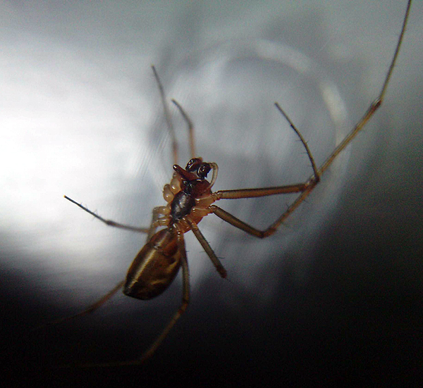 Arachnerds: Money Spiders - Linyphiidae