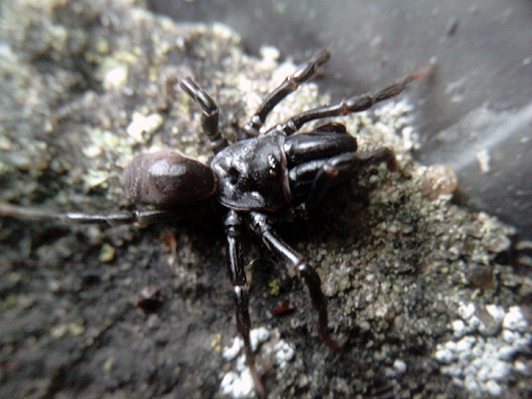 Arachnerds: Purse Web Spider - Atypus affinis
