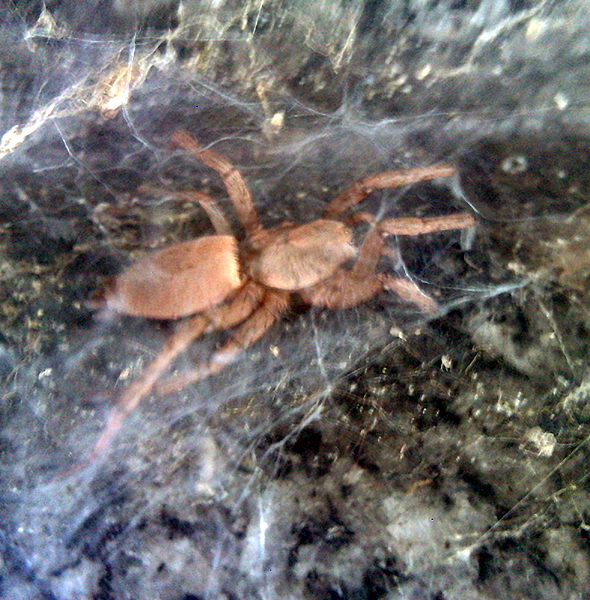 Arachnerds: Stone Spiders - Drassodes sp.