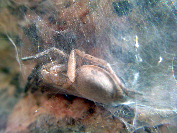 Arachnerds: Stone Spiders - Drassodes sp.