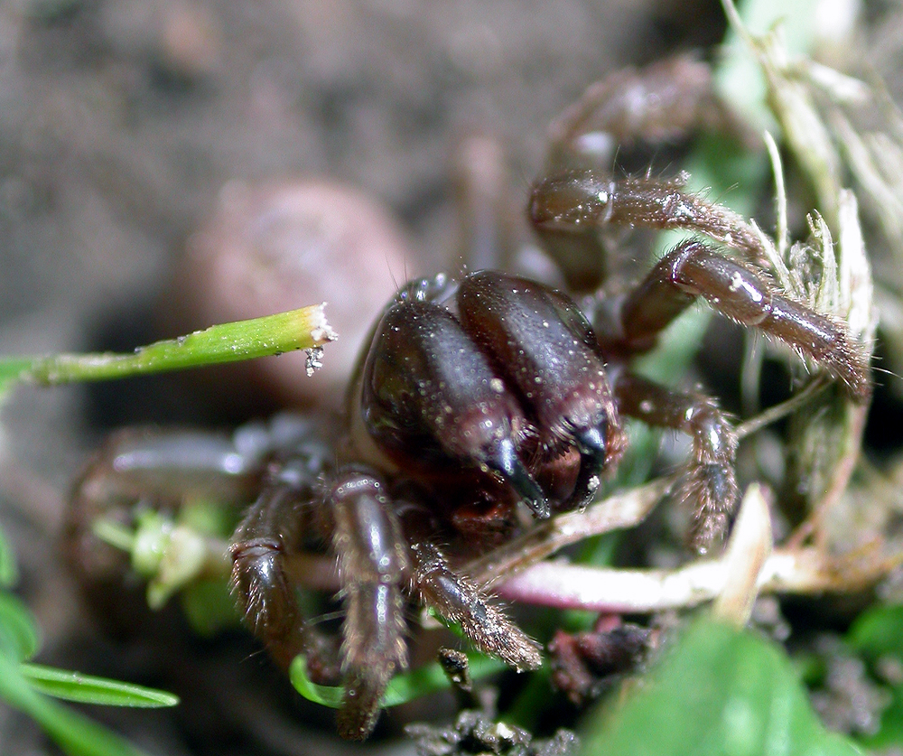 Arachnerds: Purse Web Spider - Atypus affinis