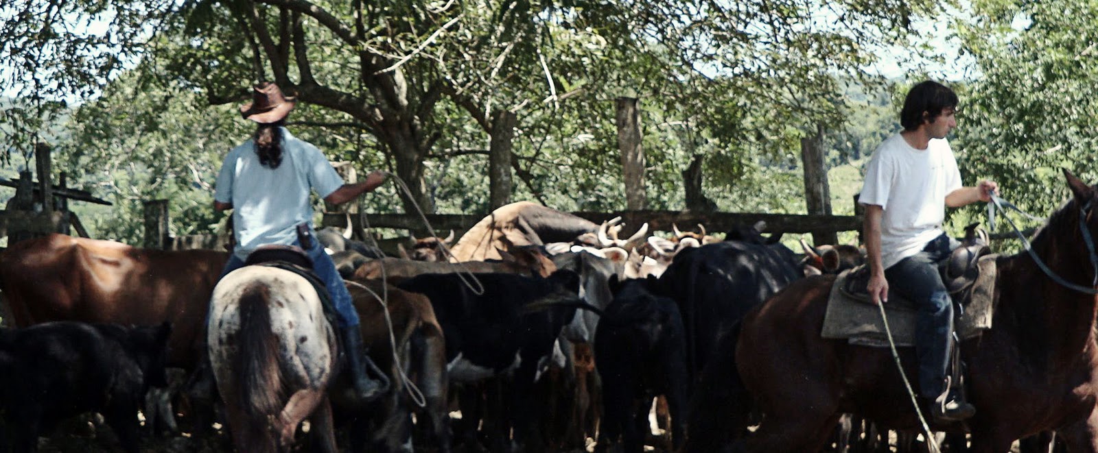 Pioneer Bookworm, life in Belize: spraying the cattle