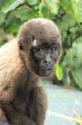 ECUADOR CONOCELO: MONO CHORONGO O BARRIGUDO