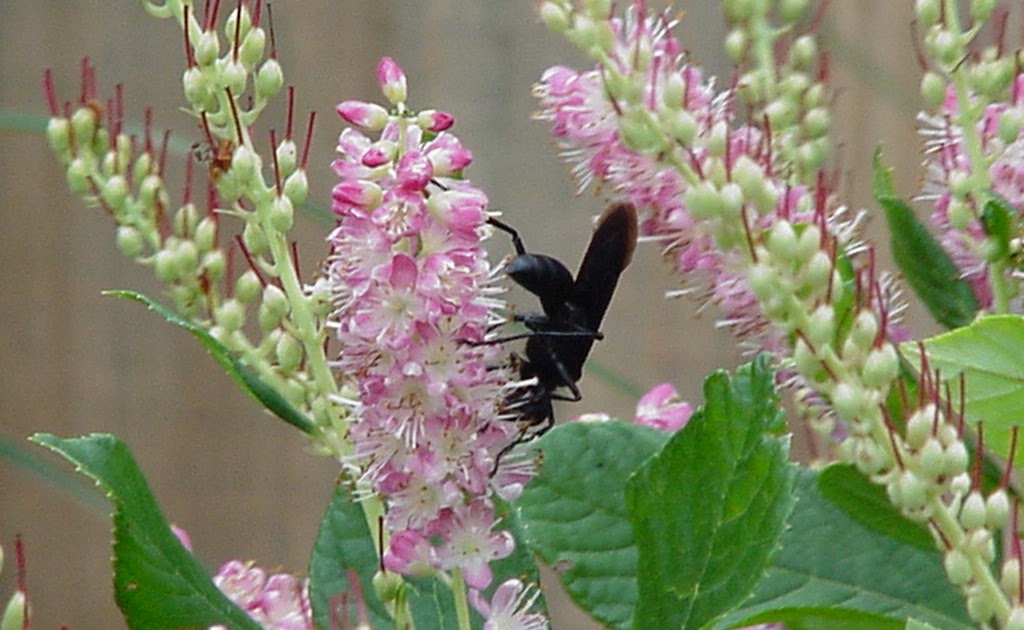 Donna's Designs: Ruby Spice Summersweet