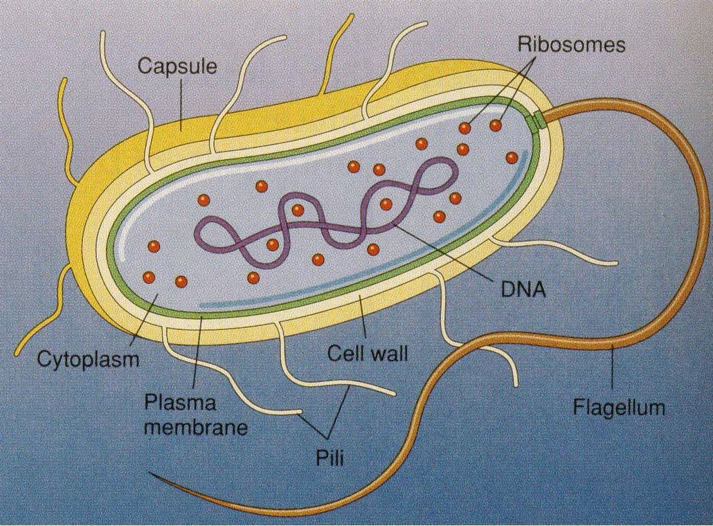 Gallery Monera Examples